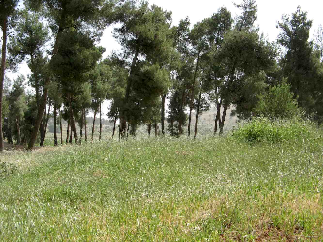 Beit Ummar – Palestine – Ibrahim Abu Ayyash